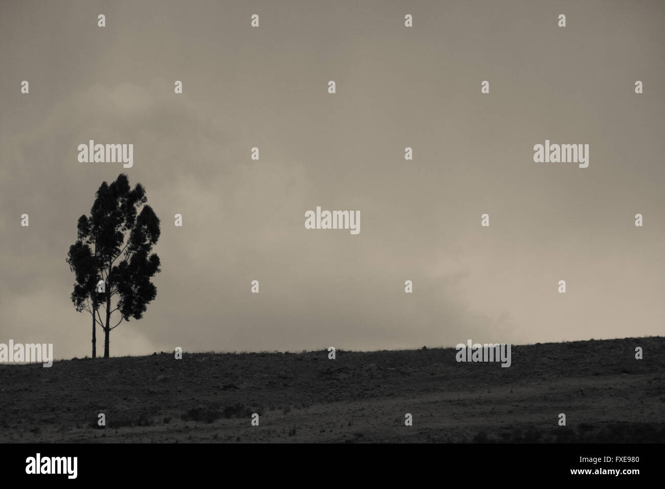 a panoramic view of a lonely tree in the valley Stock Photo - Alamy
