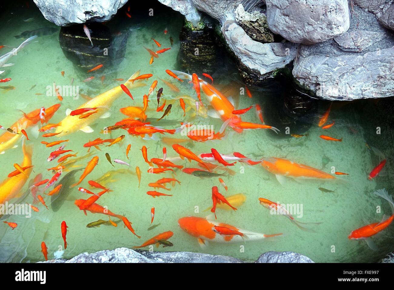 Water garden with rocks and goldfish pond Stock Photo - Alamy