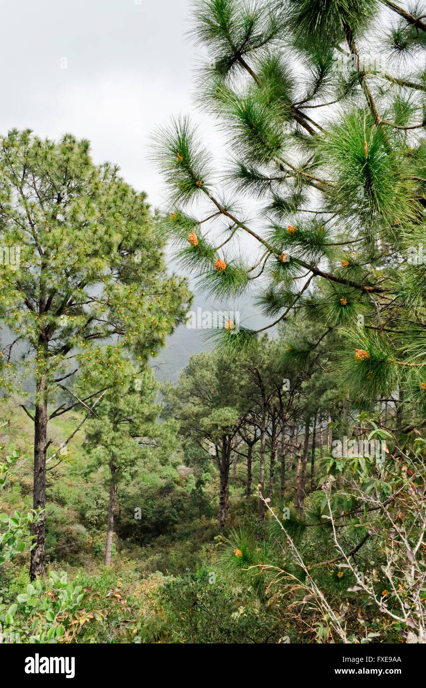Pine roxburghii hi-res stock photography and images - Alamy