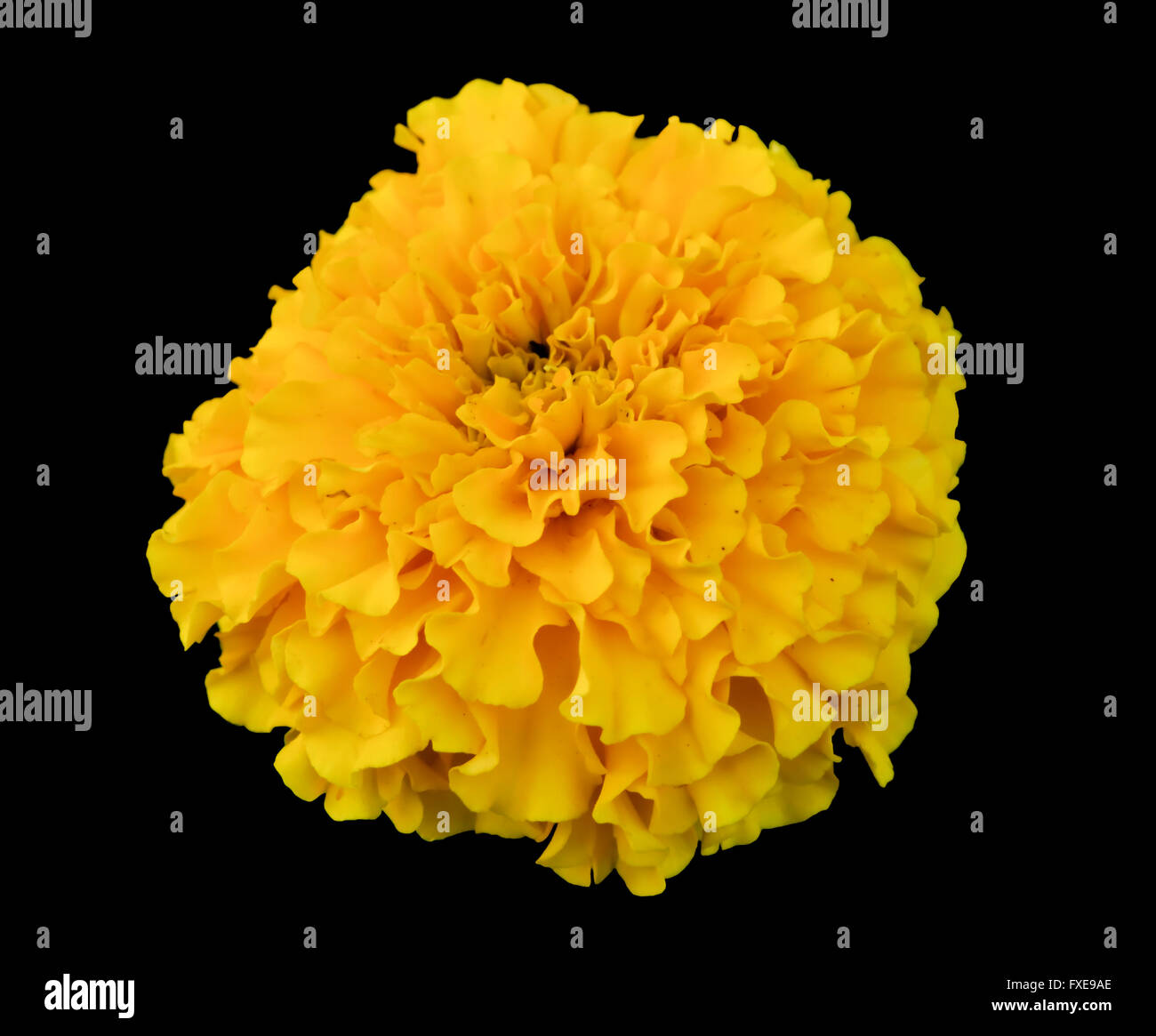 Yellow marigold and petals hi-res stock photography and images - Alamy