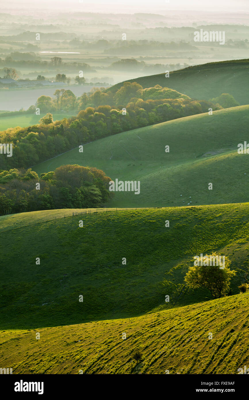 Spring morning on the South Downs, East Sussex, England Stock Photo - Alamy