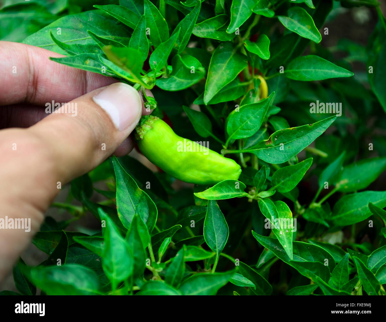 Hand picking a green pepper from plant Stock Photo - Alamy
