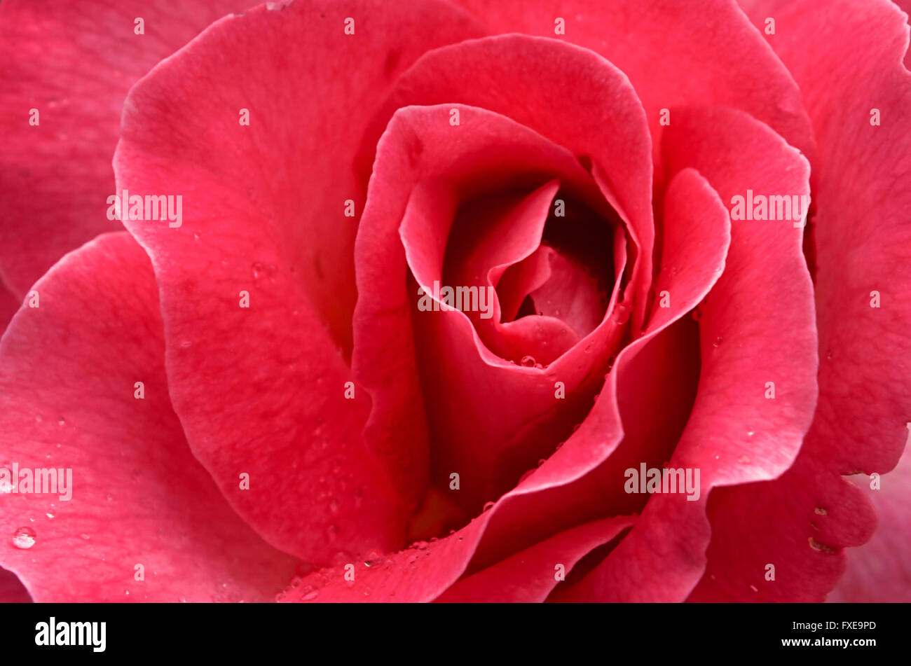 Blossomed rose hi-res stock photography and images - Alamy