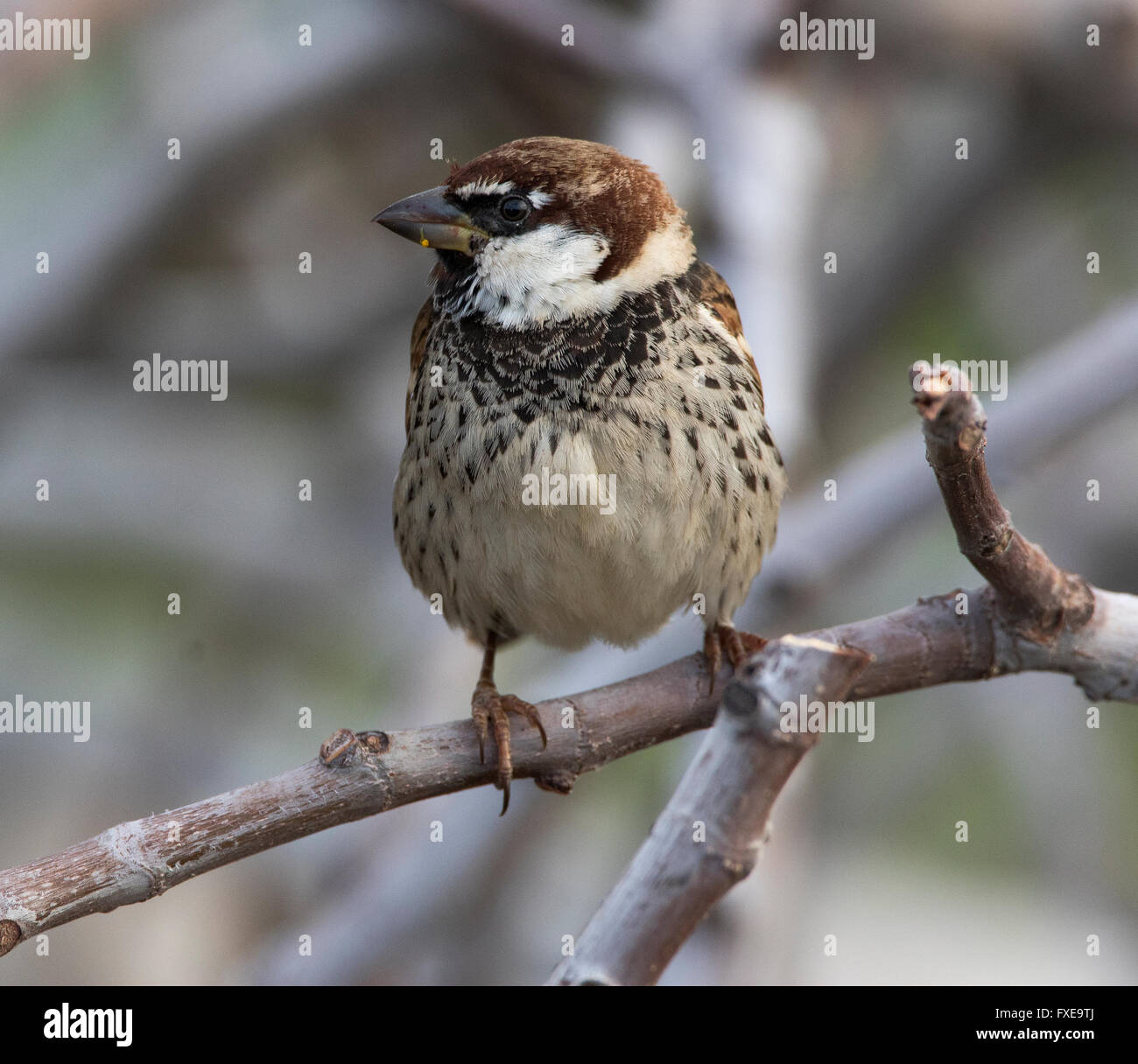 Male Spanish Sparrow Paser hispaniolensis Stock Photo - Alamy