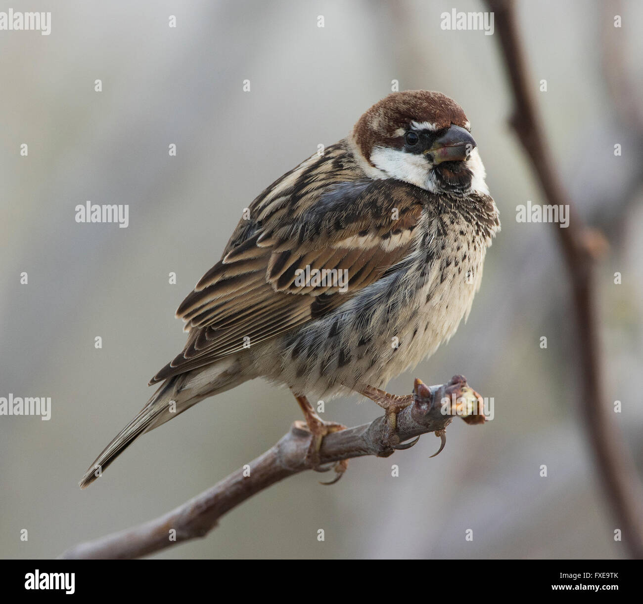 Paser hi-res stock photography and images - Alamy