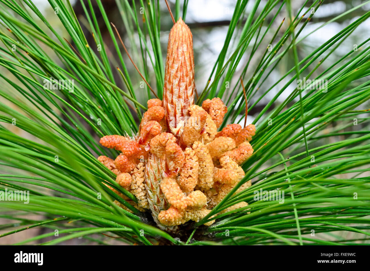 Male cone hi-res stock photography and images - Alamy