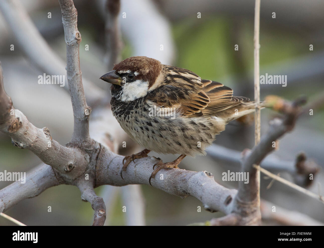 Male Spanish Sparrow Paser hispaniolensis Stock Photo - Alamy