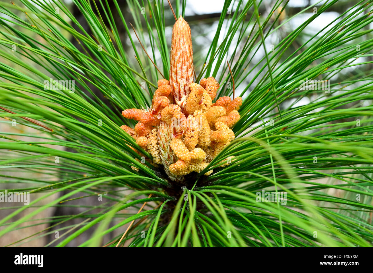 Pine Male cone Stock Photo - Alamy