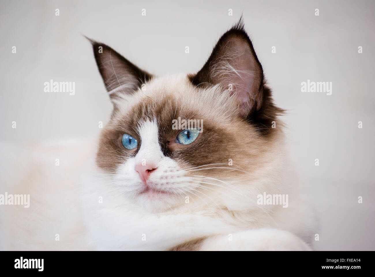 Old ragdoll hi-res stock photography and images - Alamy