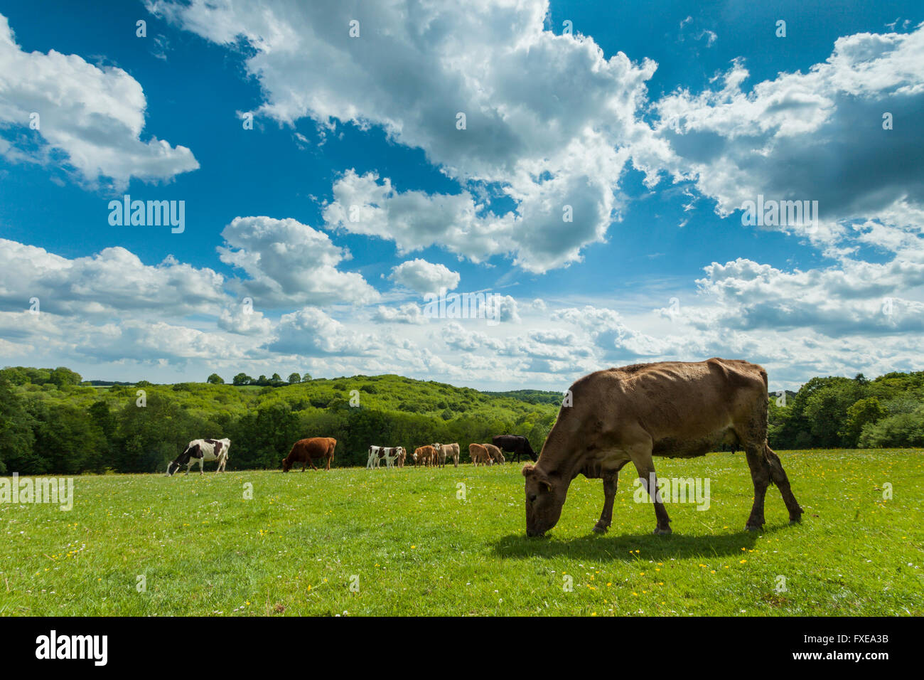 Frant hi-res stock photography and images - Alamy