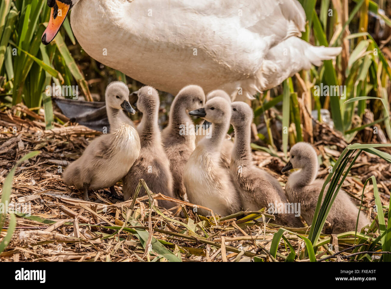 A family of cygnets Stock Photo - Alamy