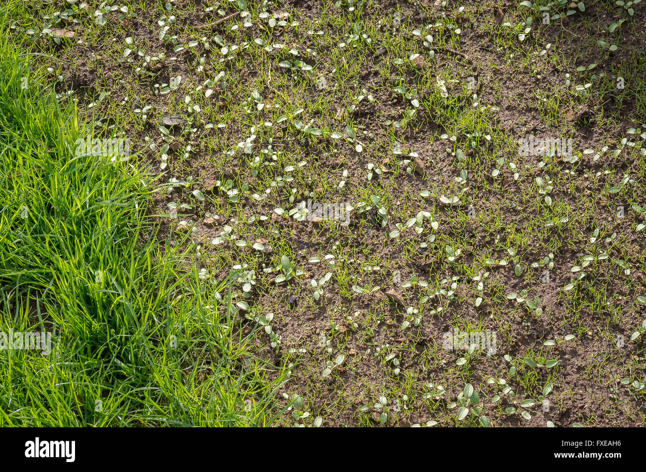 Reseeded section of a grass lawn showing growth of unidentified ...