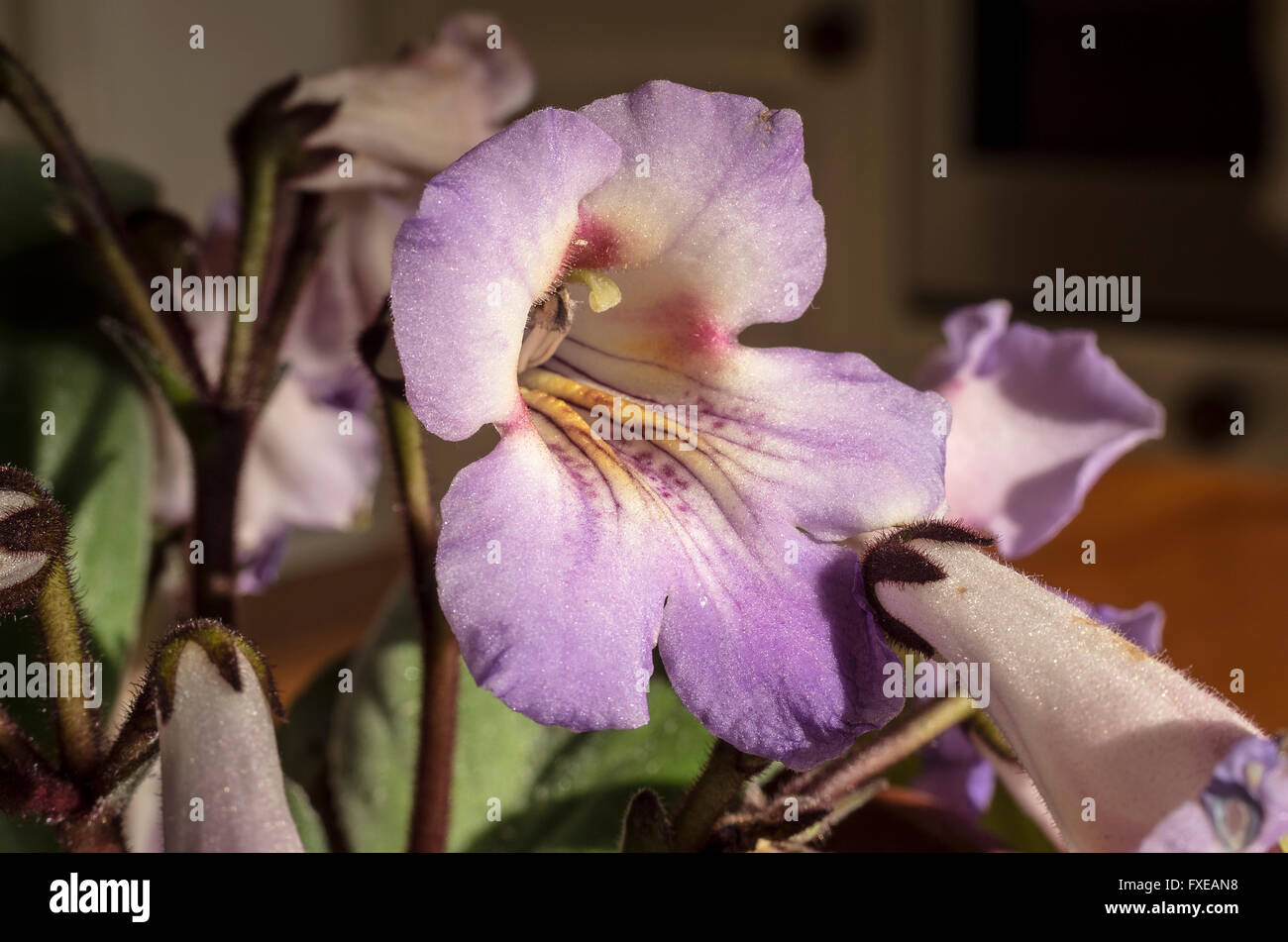 Chirita Keiko a pretty form of Primulina flowering indoors in April ...