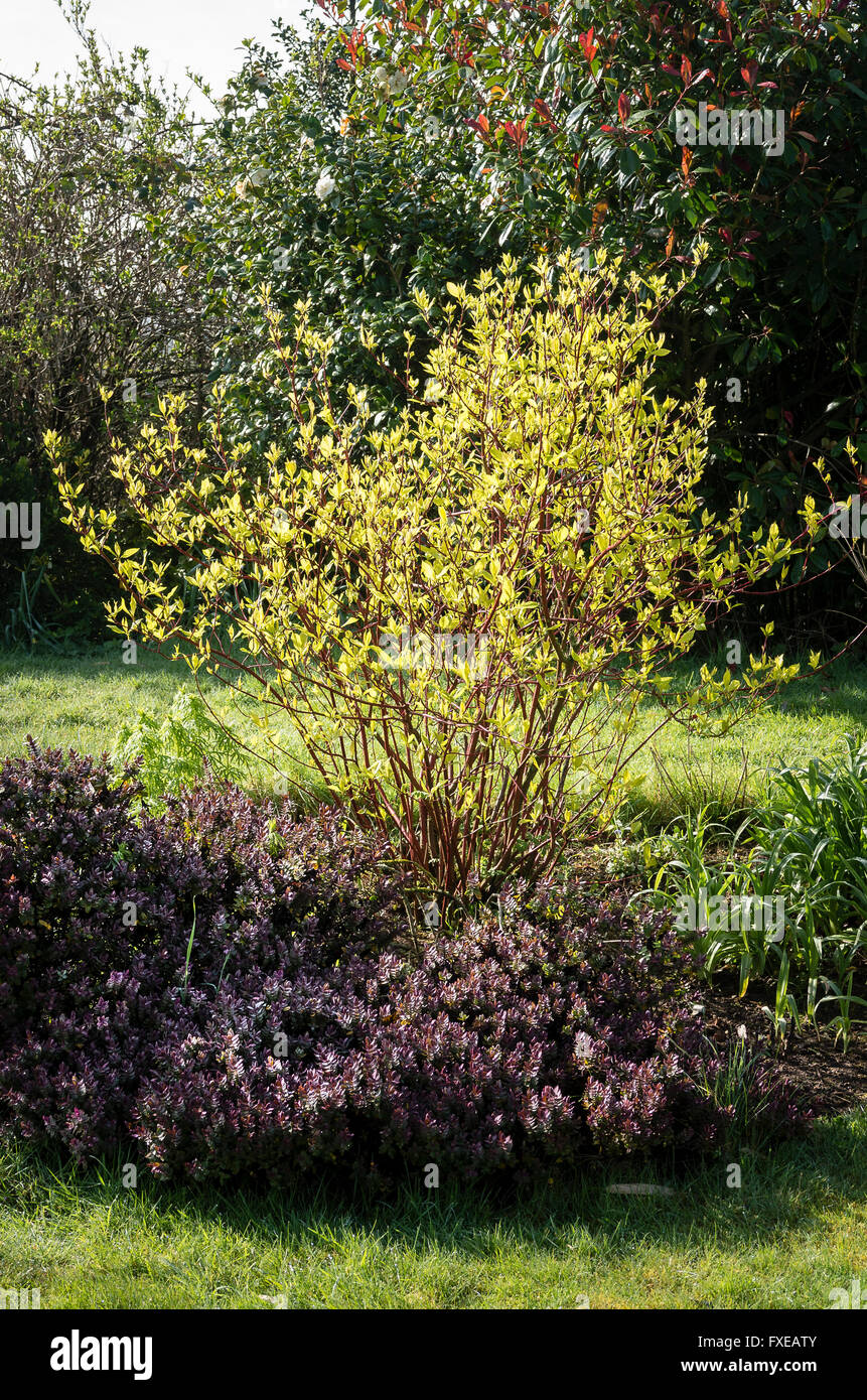 Cornus alba hi-res stock photography and images - Alamy