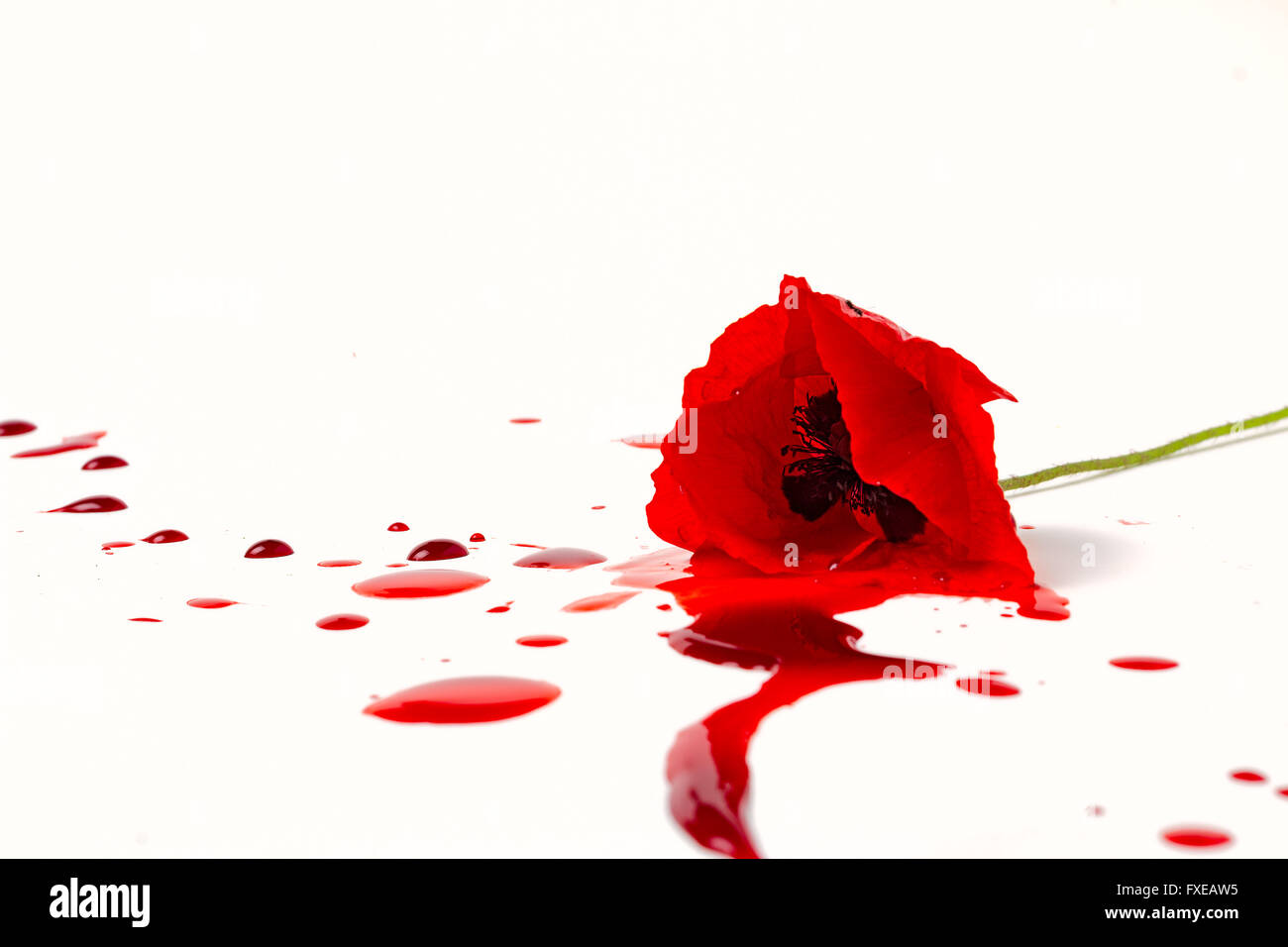 isolate poppy with blood on white background Stock Photo - Alamy