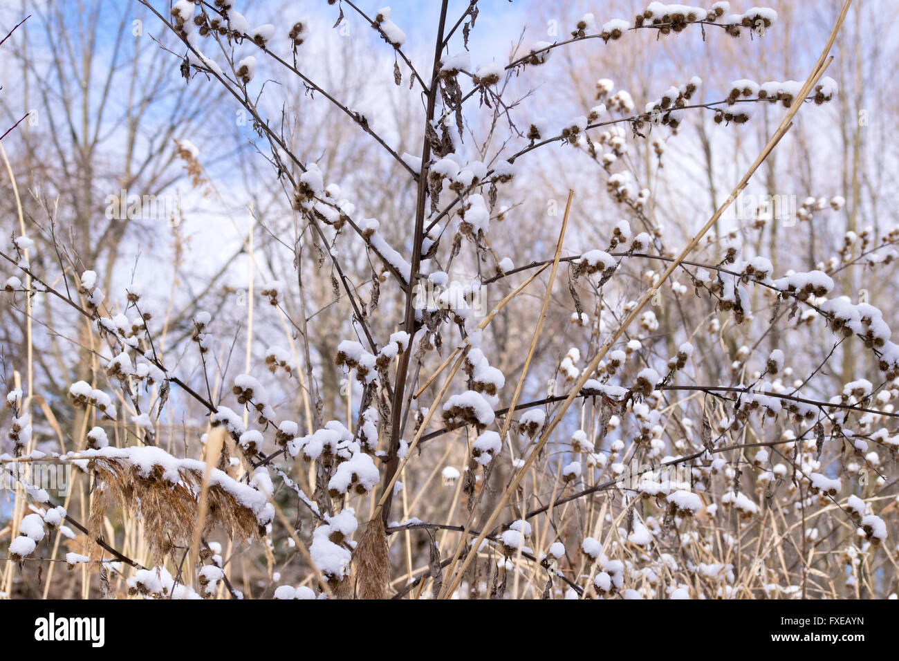 Snow in spring Stock Photo - Alamy