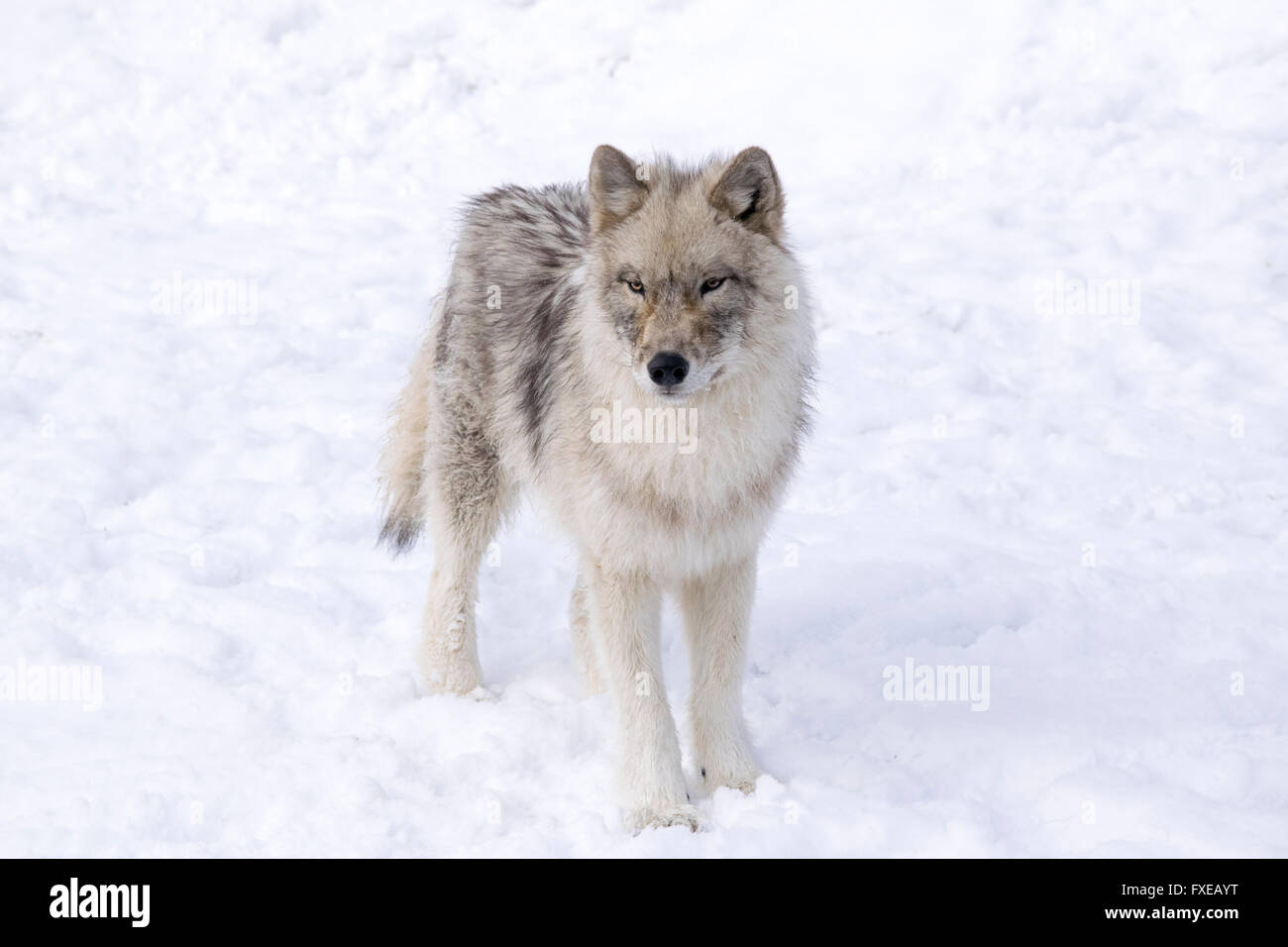 A Timber Wolf at the Ecomuseum, Quebec Stock Photo - Alamy