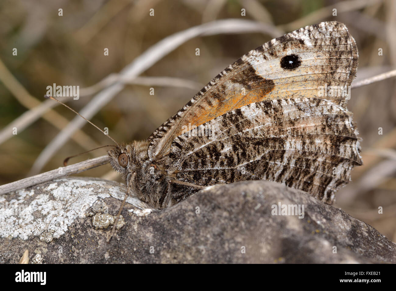 Grayling butterfly (Hipparchia semele). Butterfly in the family ...