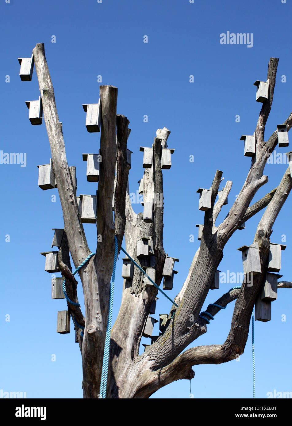 Nesting boxes hang on the branches of a tree Stock Photo - Alamy