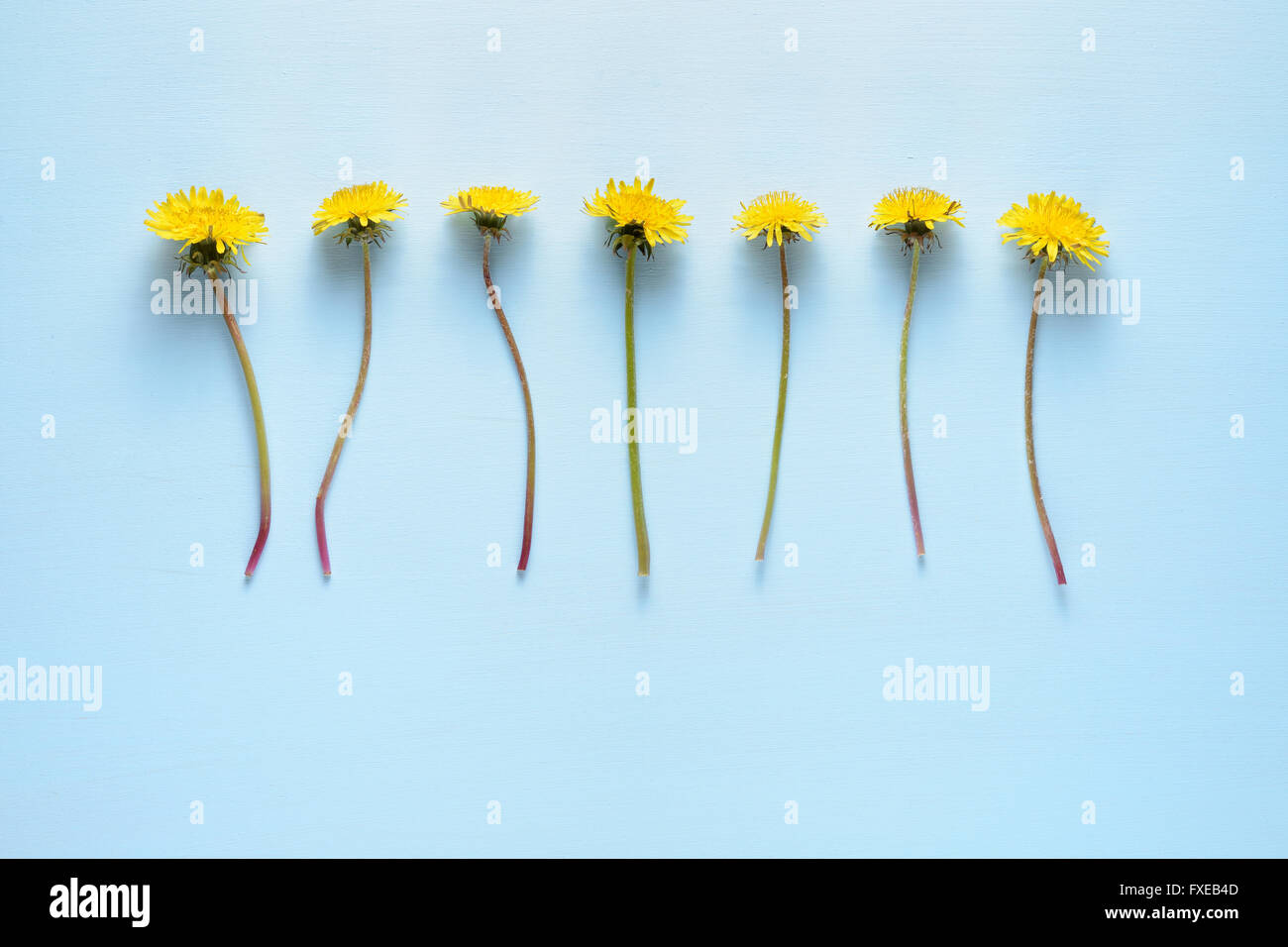 Dandelion top hi-res stock photography and images - Alamy