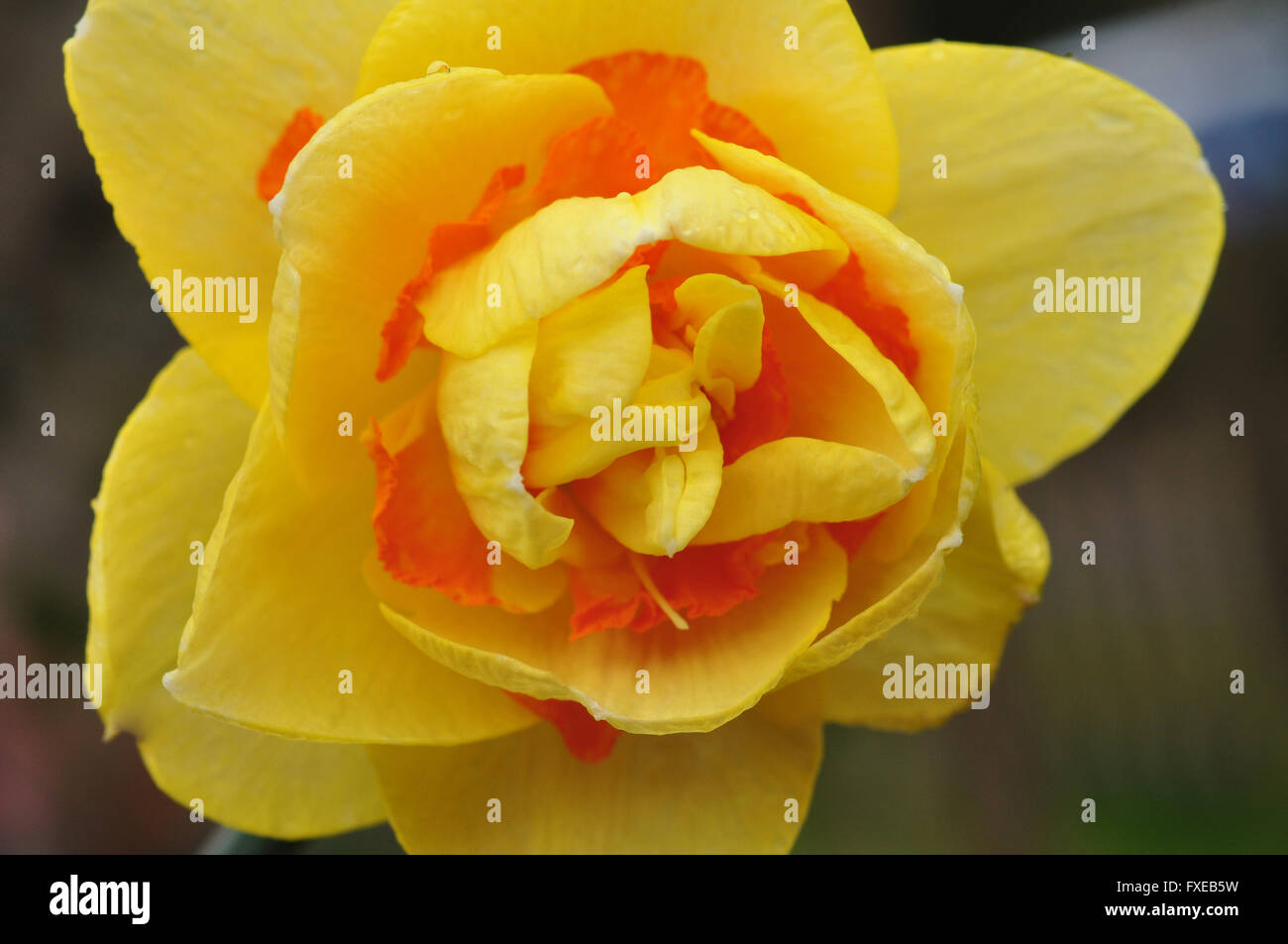 Double daffodil hi-res stock photography and images - Alamy