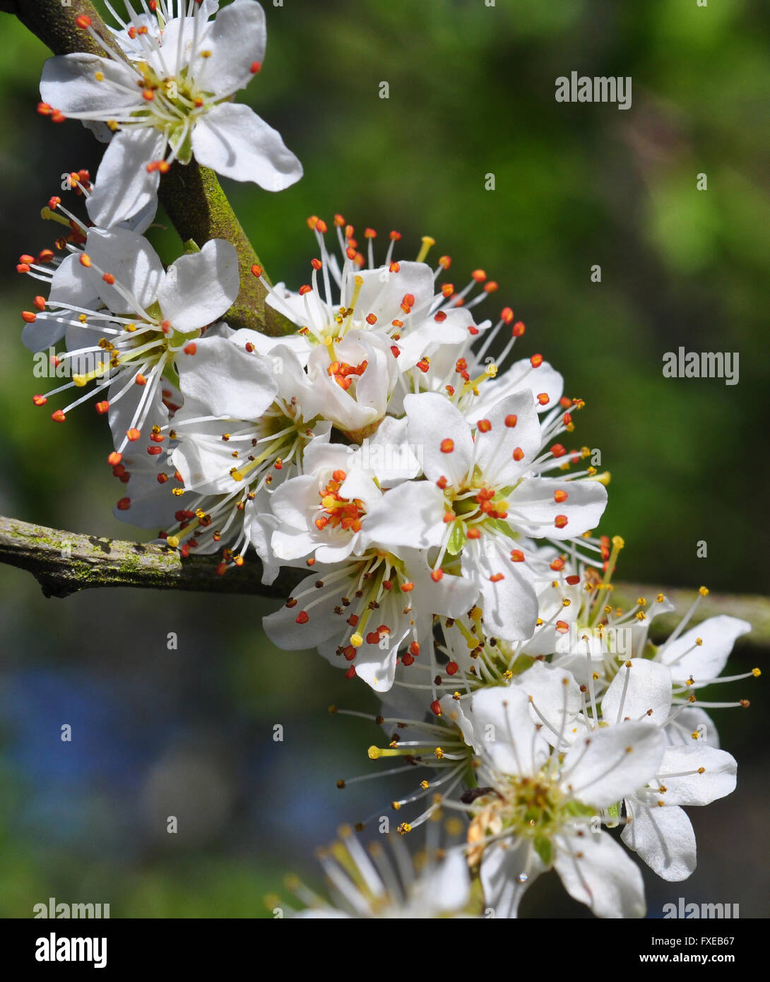 Fruit tree bossom hi-res stock photography and images - Alamy