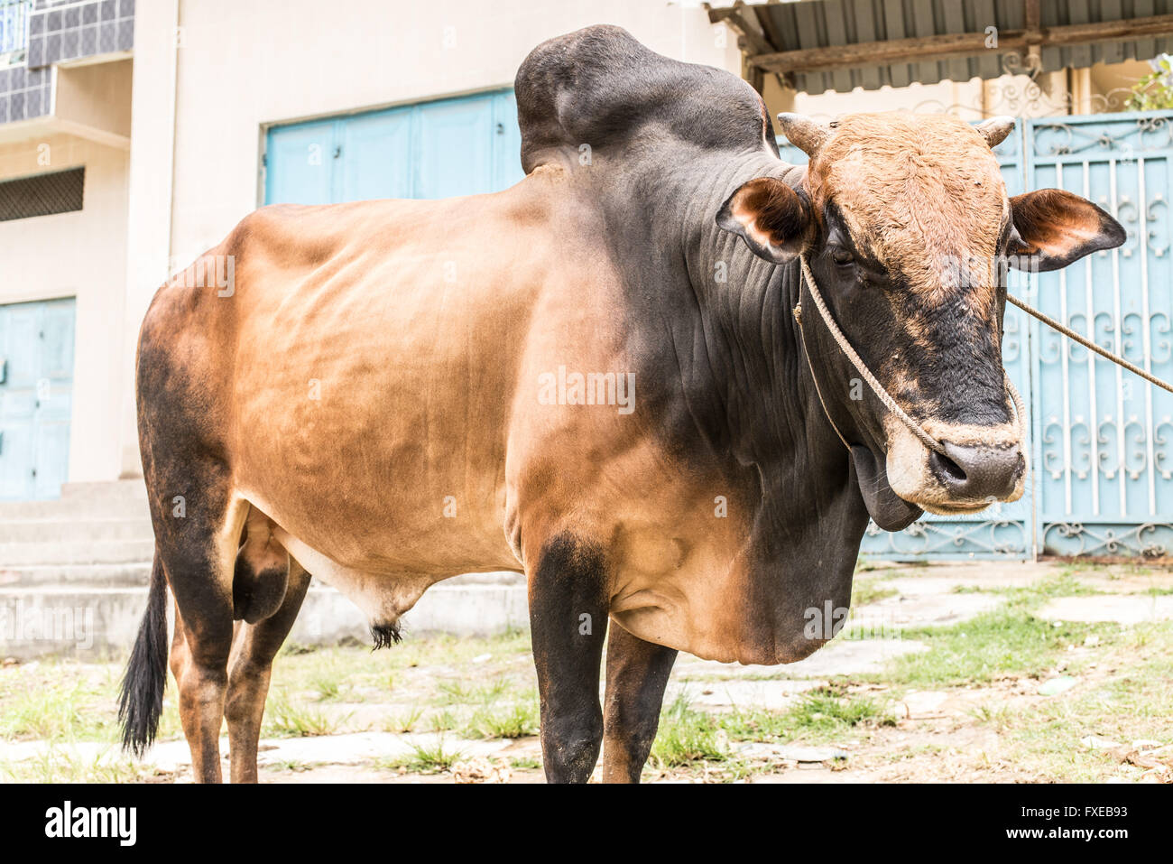 African cow hi-res stock photography and images - Alamy
