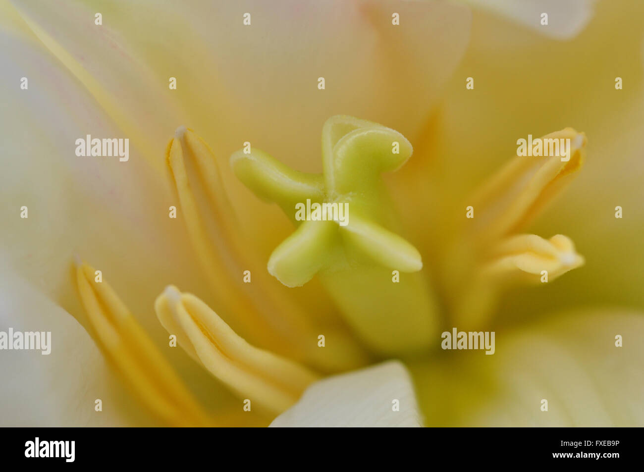 White flower with cream stamens hi-res stock photography and images - Alamy