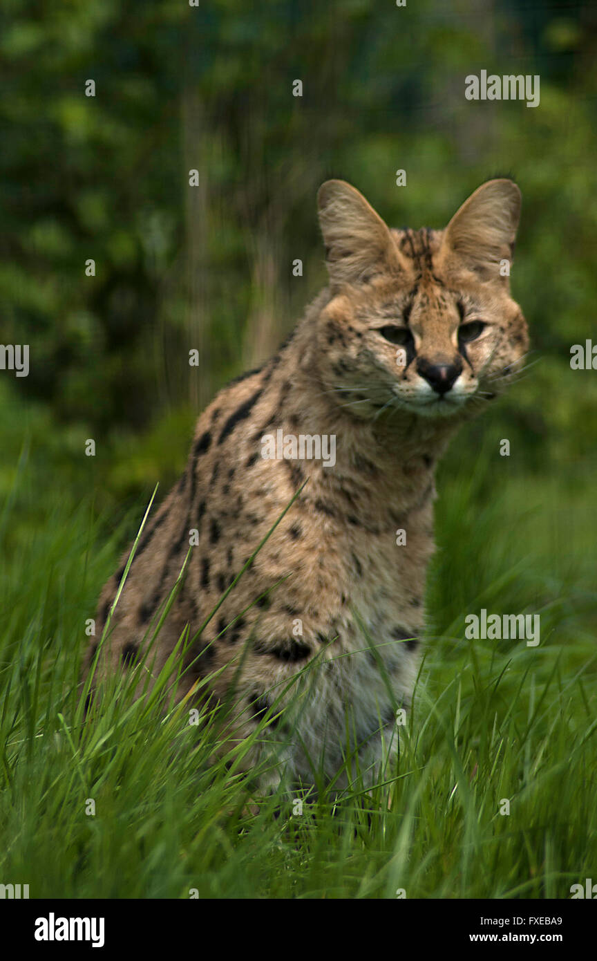 Serval African cat looking at camera Stock Photo - Alamy