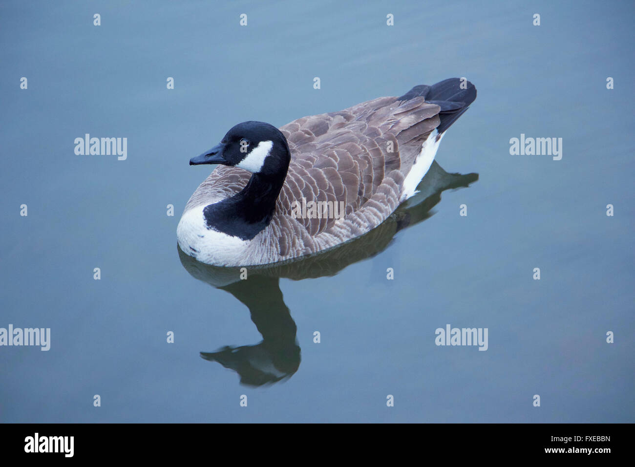Peaceful goose hi-res stock photography and images - Alamy