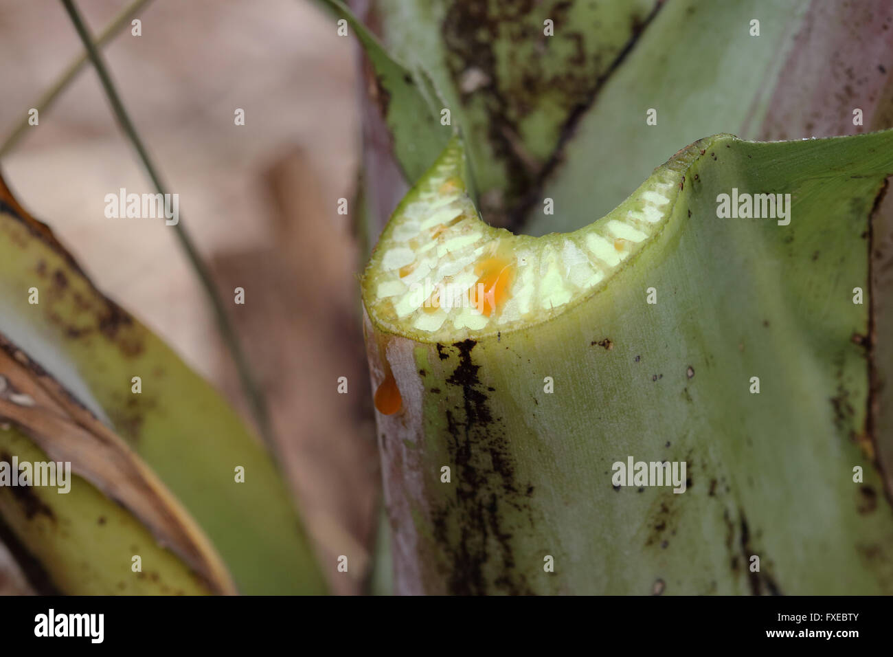 Banana stem cross section hi-res stock photography and images - Alamy