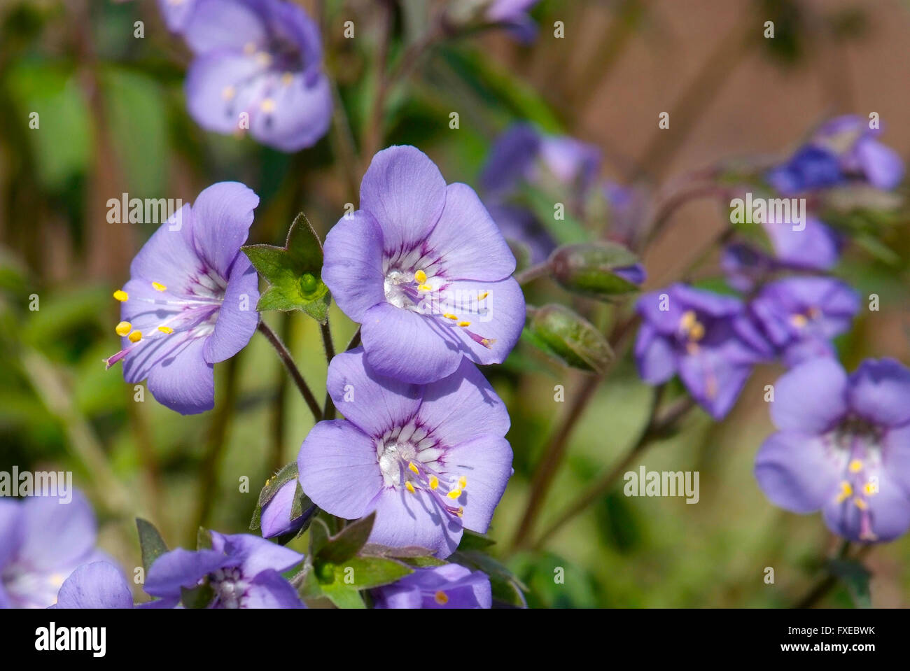 Polemonium caeruleum hi-res stock photography and images - Alamy