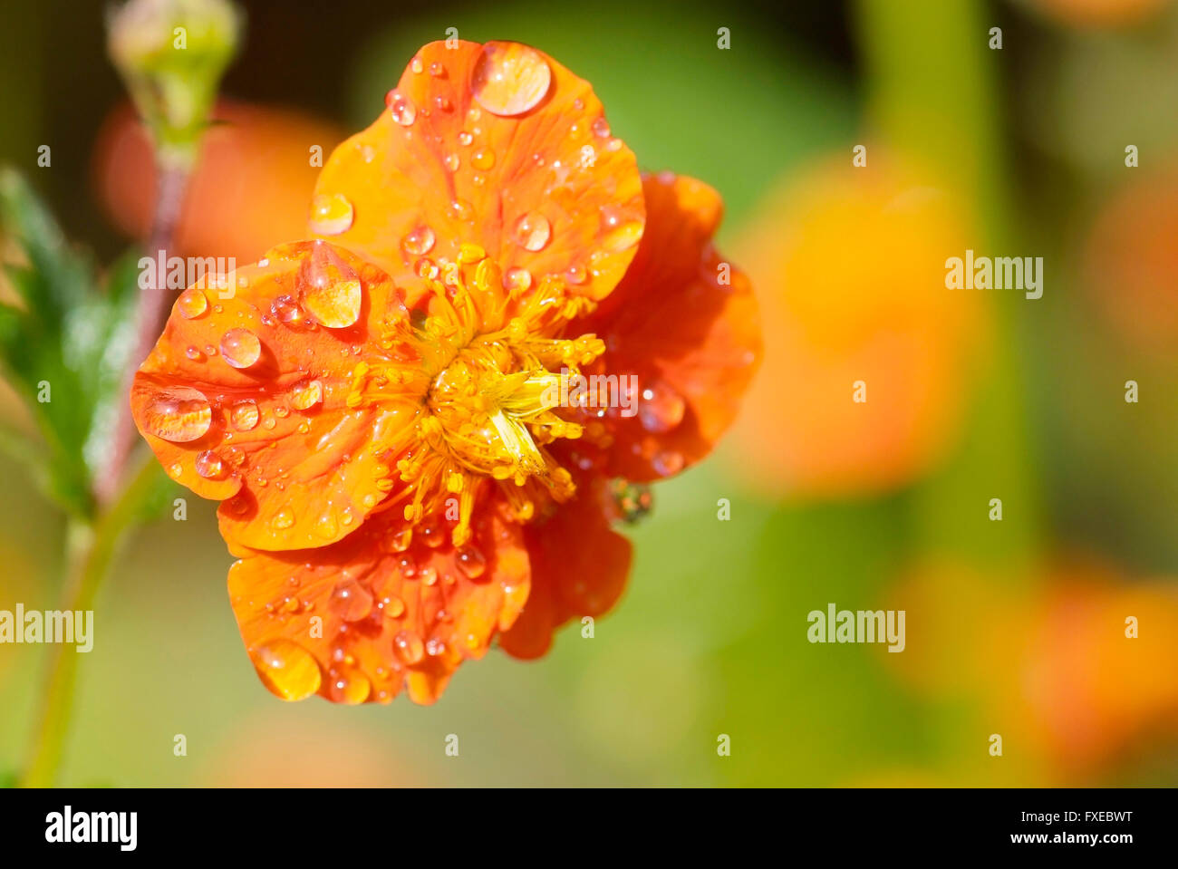 Orange geum hi-res stock photography and images - Alamy