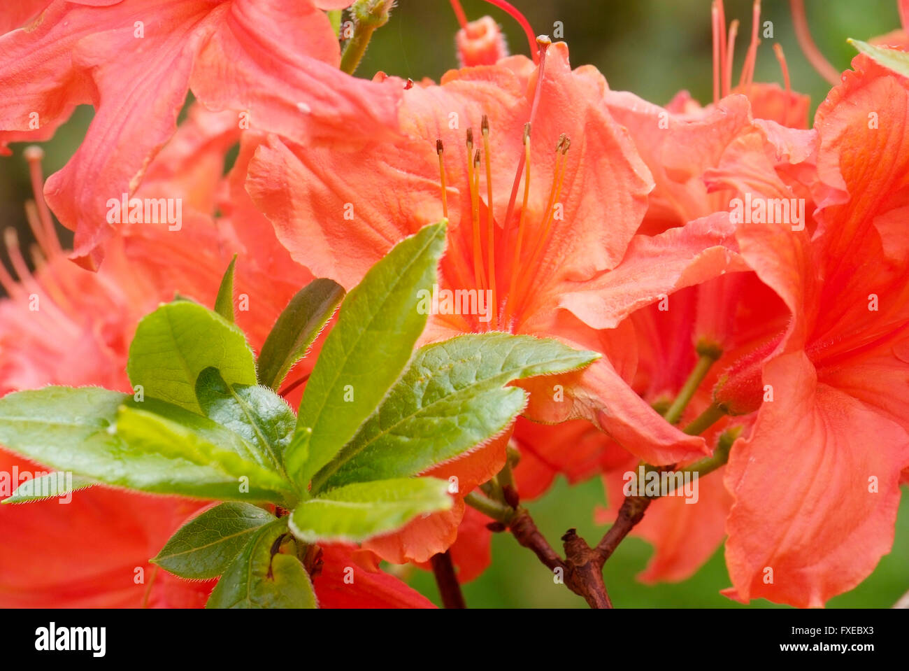 Red azalea close up hi-res stock photography and images - Alamy