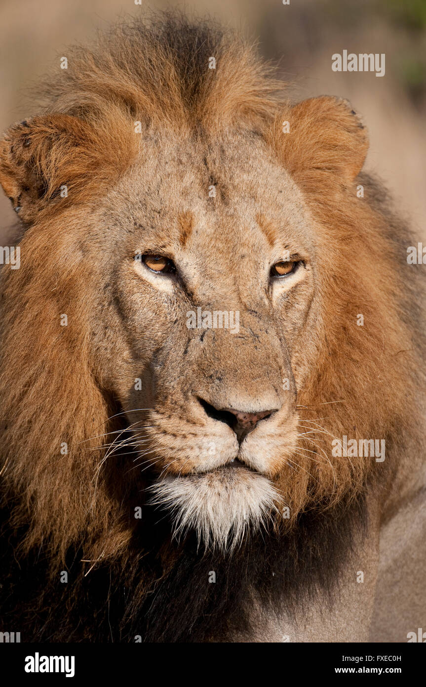 Panthera leo wildlife hi-res stock photography and images - Alamy