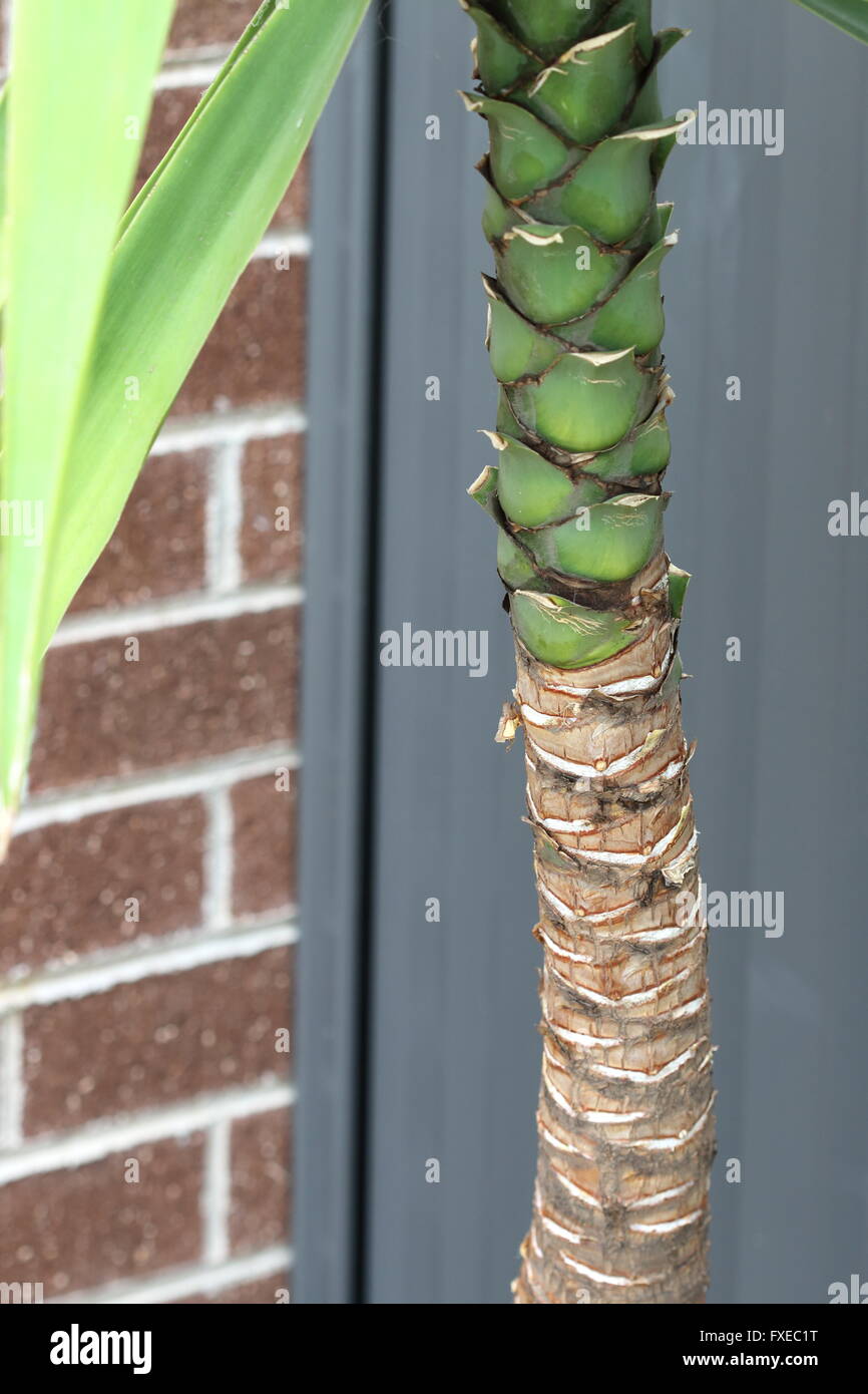 Close up image of Yucca trunk Stock Photo - Alamy