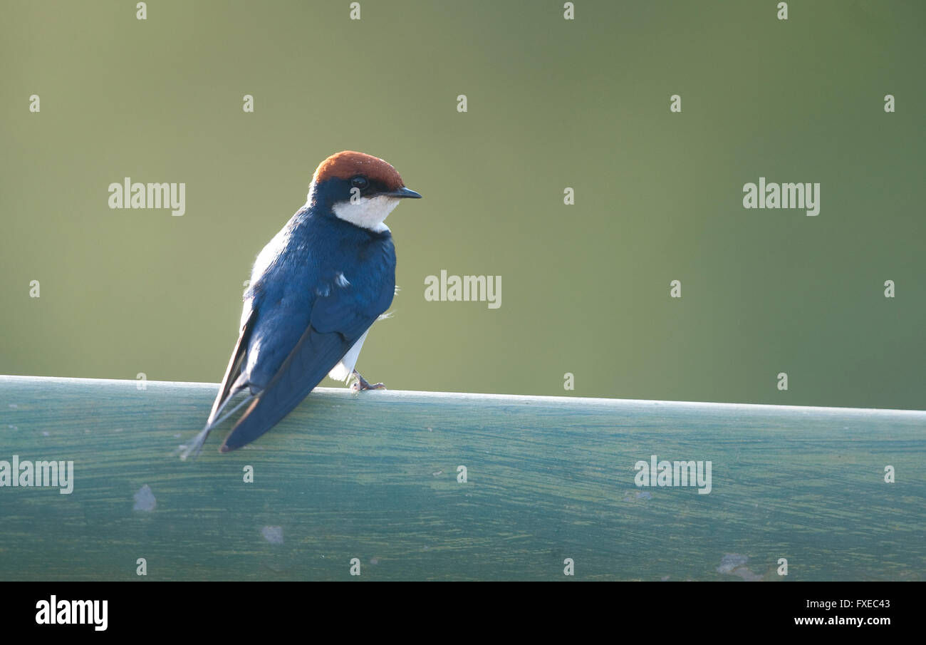 Wire-tailed Swallow (Hirundo smithii) in Kruger National Park, South ...