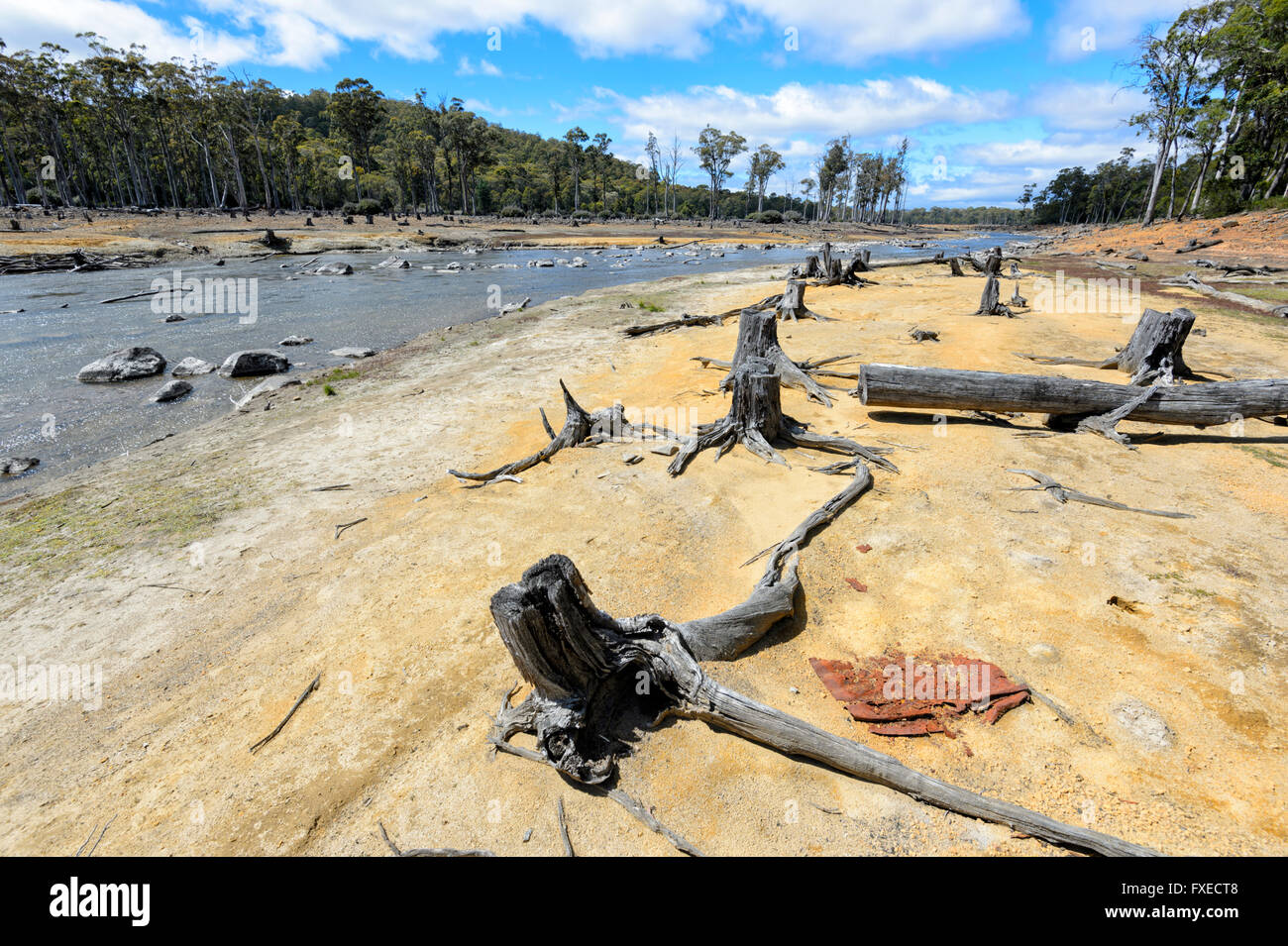 Felled Trees near Derwent Bridge, Tasmania, Australia Stock Photo - Alamy