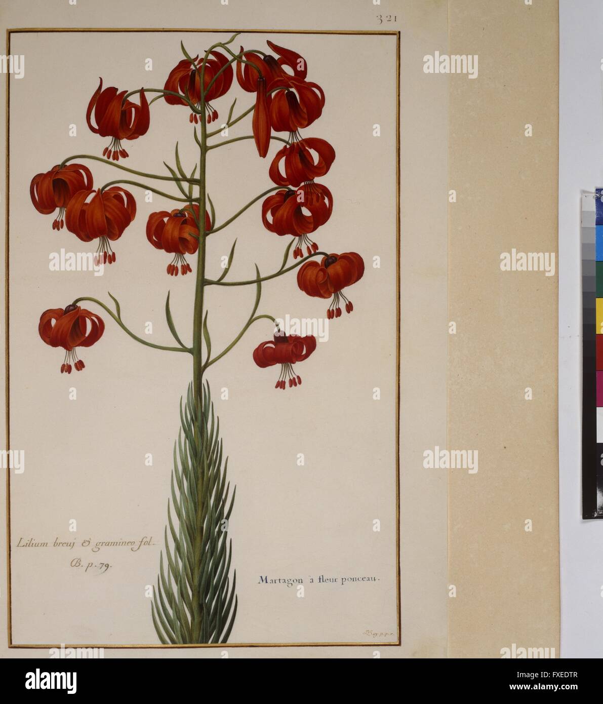 Cod. Min. 53, Bd. 7, fol. 321r: Florilegium des Prinzen Eugen von ...