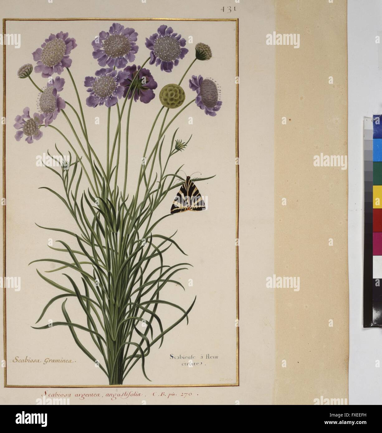 Cod. min. 53, Bd. 9, fol. 431r: Florilegium des Prinzen Eugen von ...