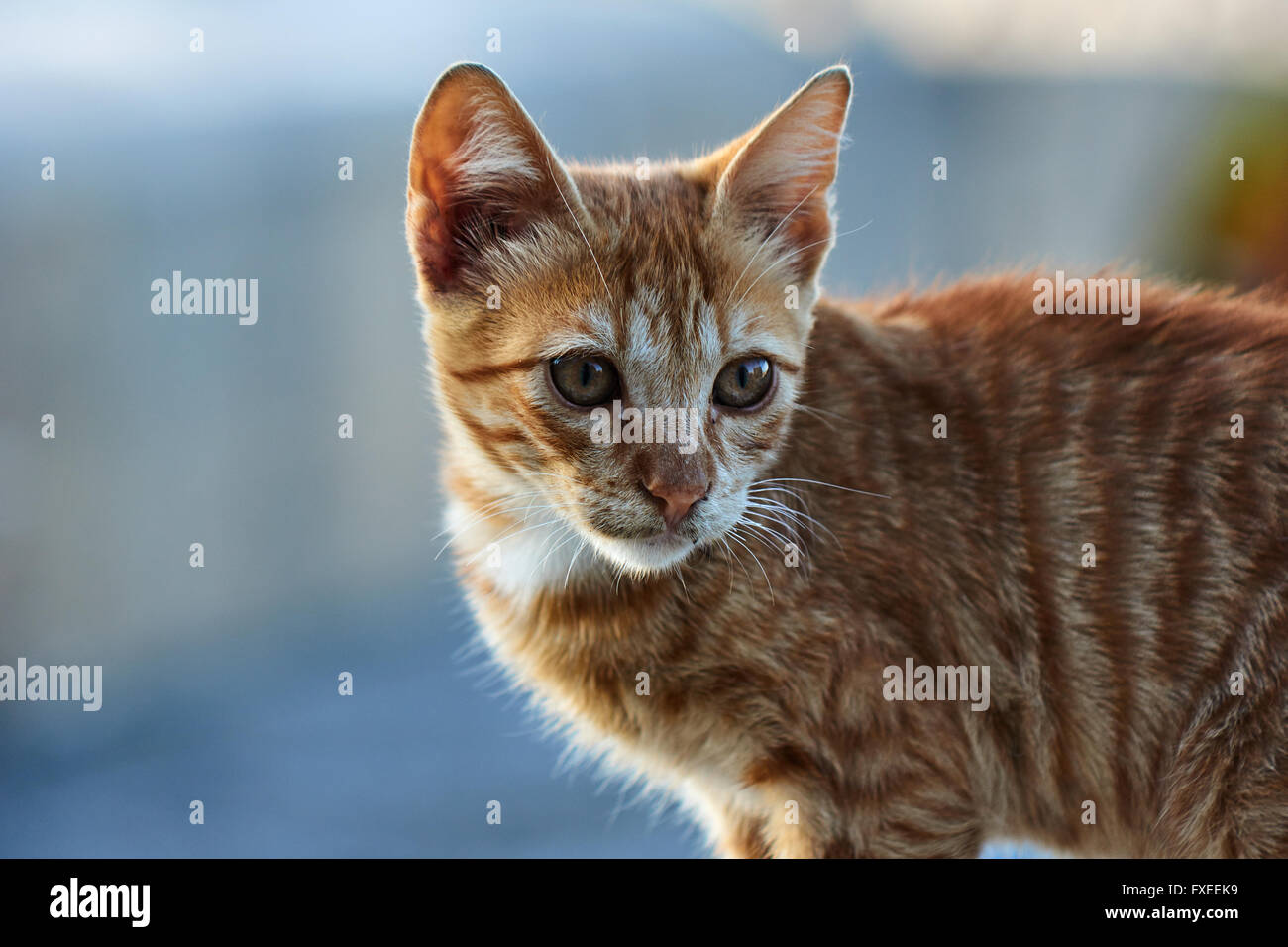 Portrait of a white-gray cat on the Greek island of Crete Stock Photo ...