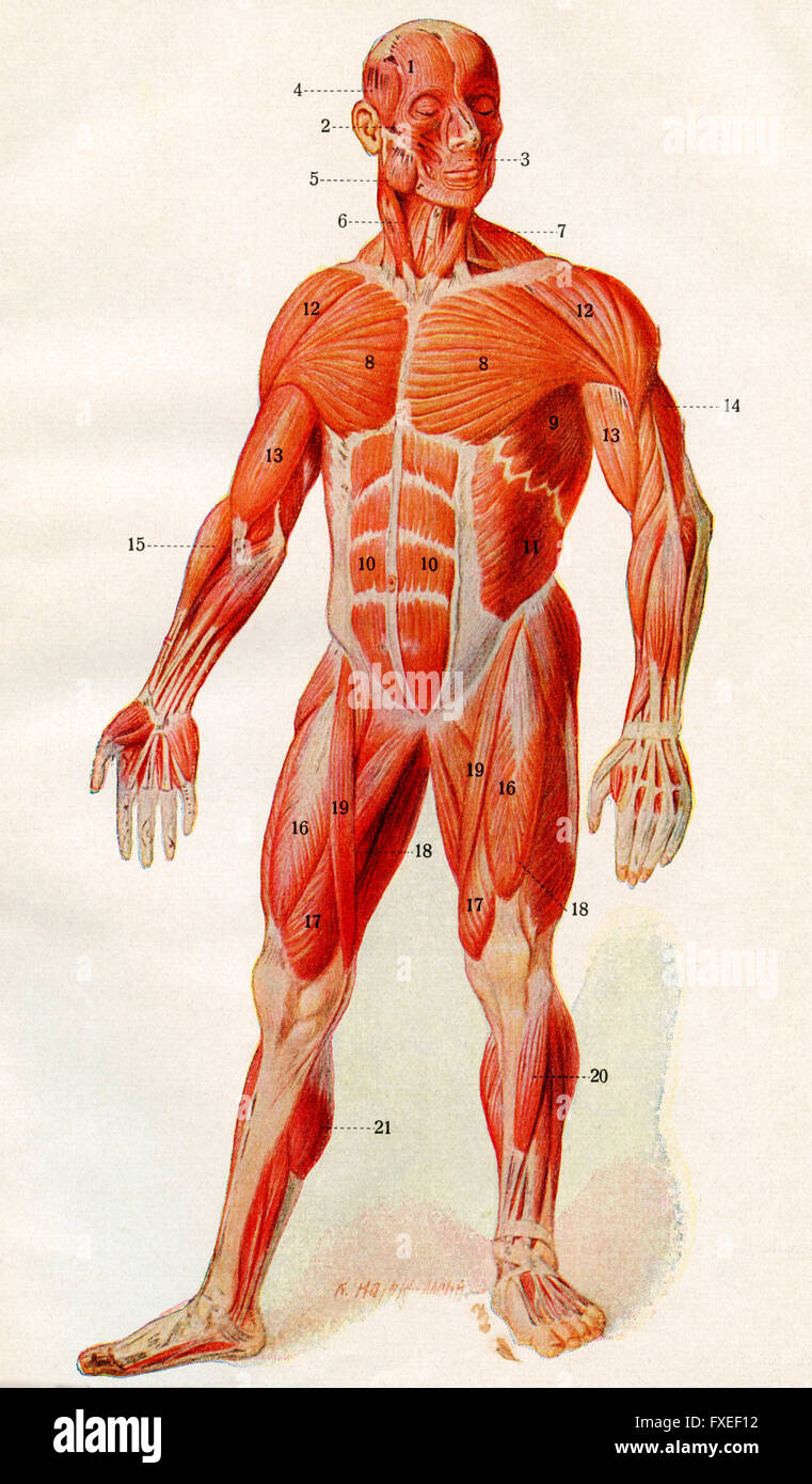 Musculature of human body Stock Photo - Alamy