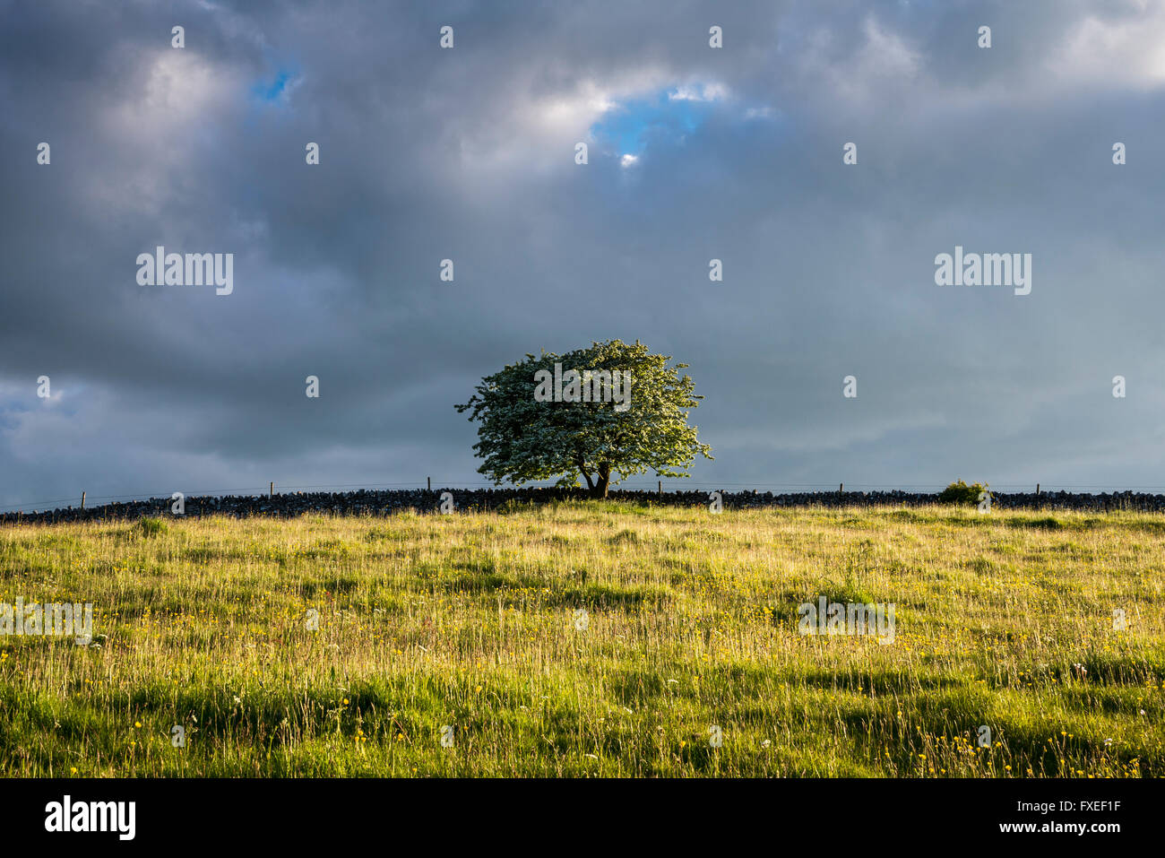Lone hawthorn tree hi-res stock photography and images - Alamy