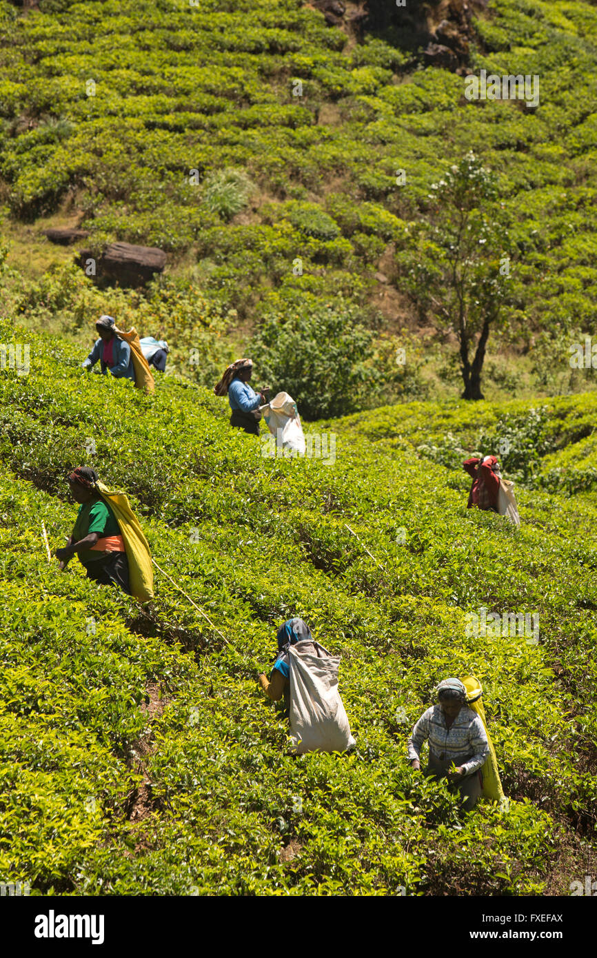 Sri Lanka, Nuwara Eliya, Mackwoods Labookellie highland tea estate ...