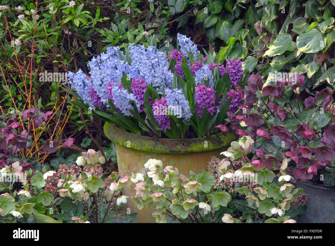 Mixed spring flowers container hi-res stock photography and images - Alamy