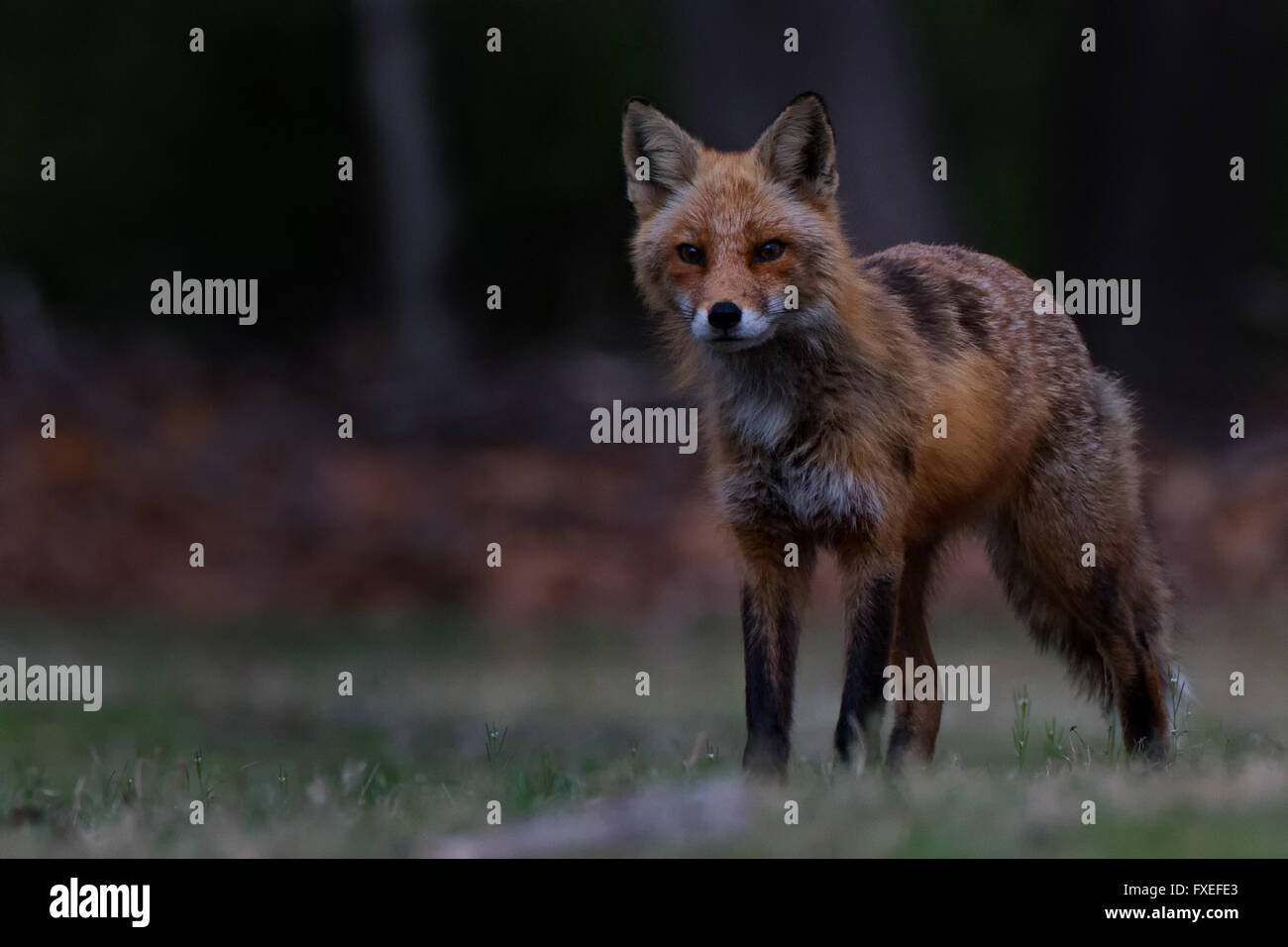 Predator stance hi-res stock photography and images - Alamy