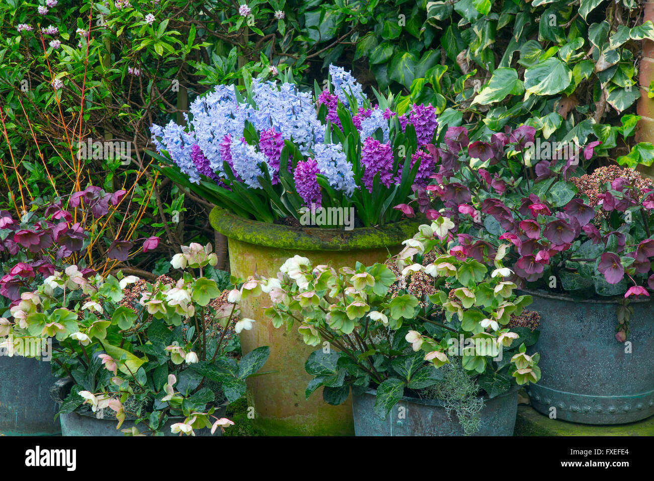 Hellebores in pots hi-res stock photography and images - Alamy