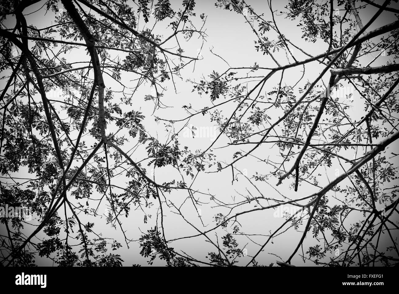 tree branches abstract background, black and white Stock Photo - Alamy