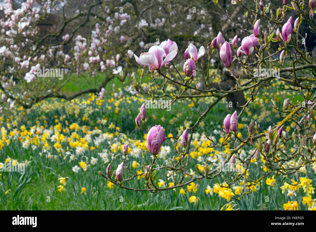 Daffodils and Blue anemones flowering with Magnolia trees in Spring ...