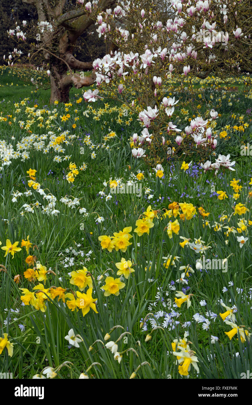 Daffodils and Blue anemones flowering with Magnolia trees in Spring ...